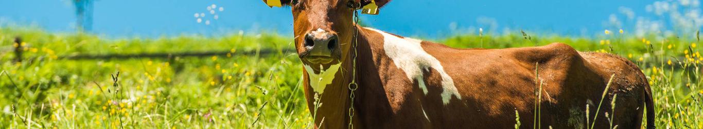 ⚫ SÜRGAVERE PÕLLUMAJANDUSÜHISTU TÜH | Summary report | STORYBOOK