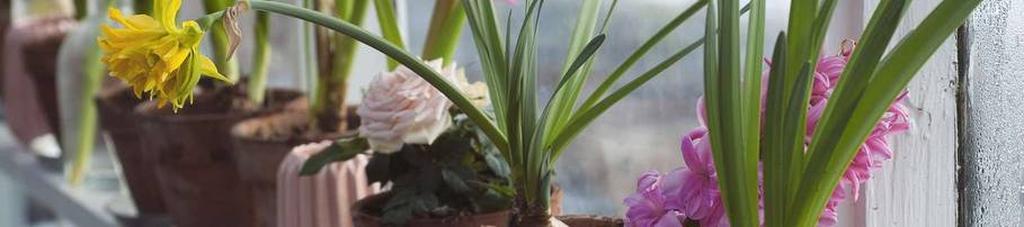 HANSAPLANT HULGI OÜ - 10991380 | Story: HANSAPLANT HULGI OÜ ...